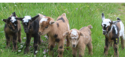 Whatcom County Youth Fair