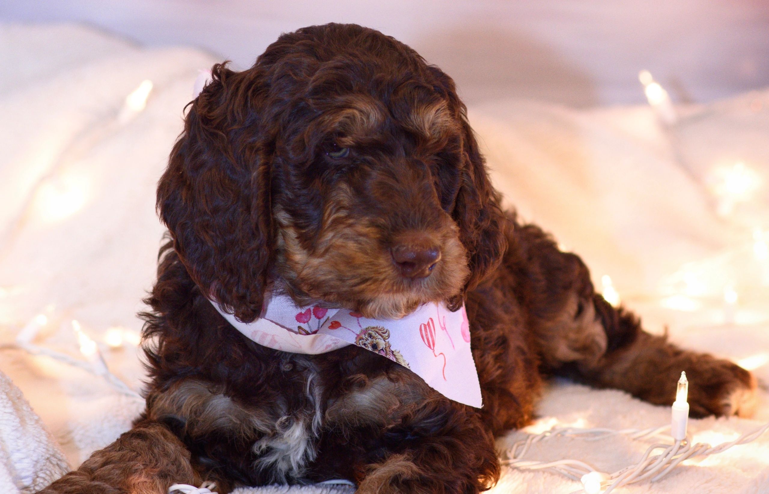California Spoodles - Springer Doodle, Doodle Puppy, Puppy