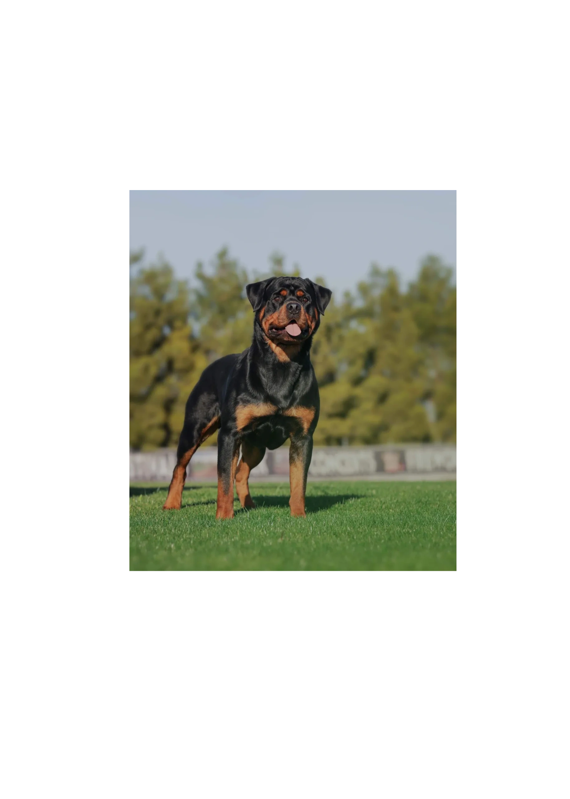 Tirmizi Rottweiler Kennels