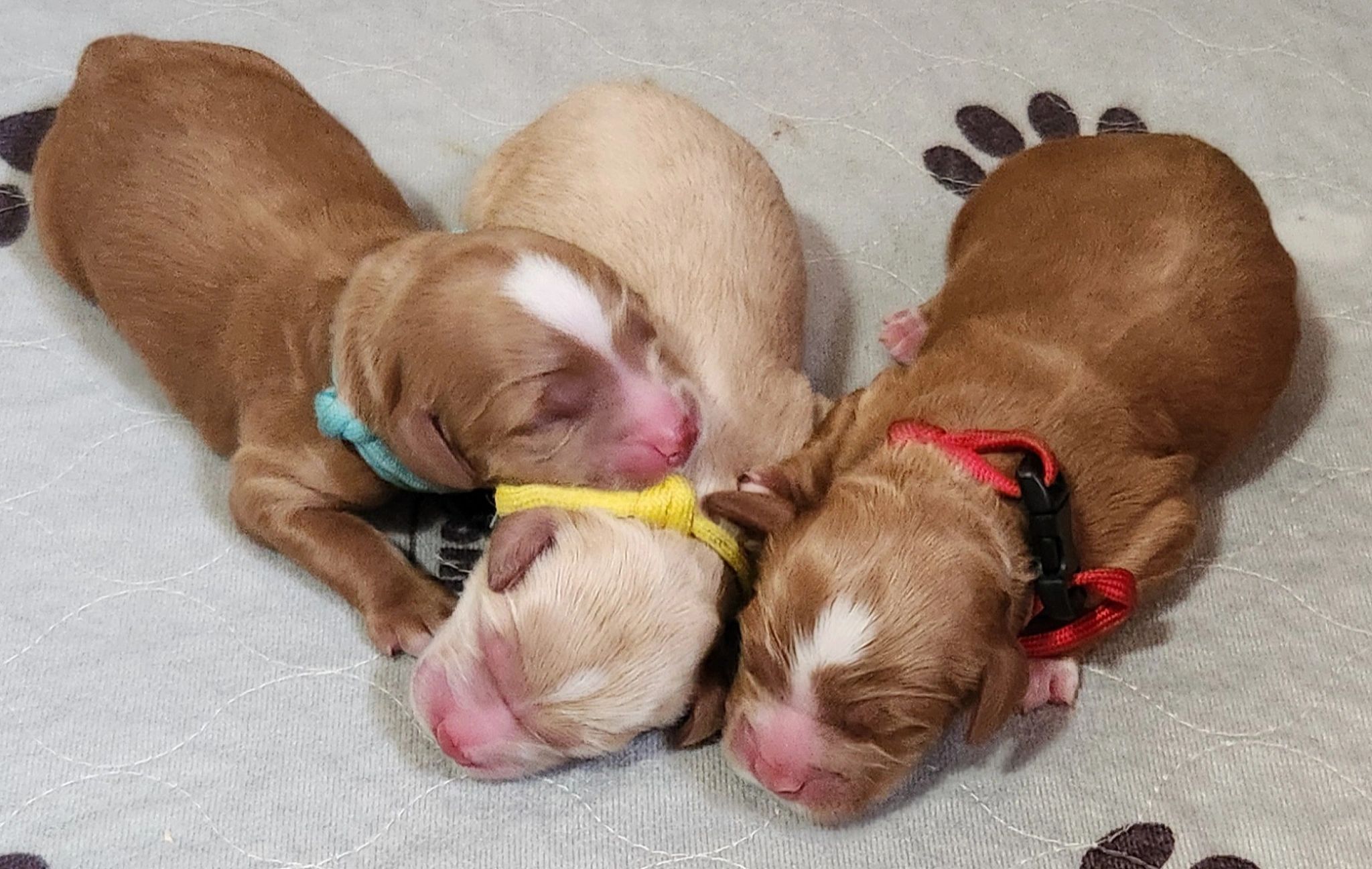 Star Wars Puppies Here