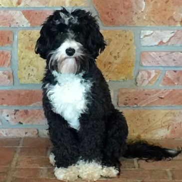 Australian Labradoodle Puppies - Australian Chocolate Mini Labradoodle ...