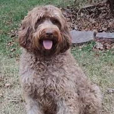 Australian Labradoodle Puppies - Australian Chocolate Mini Labradoodle ...