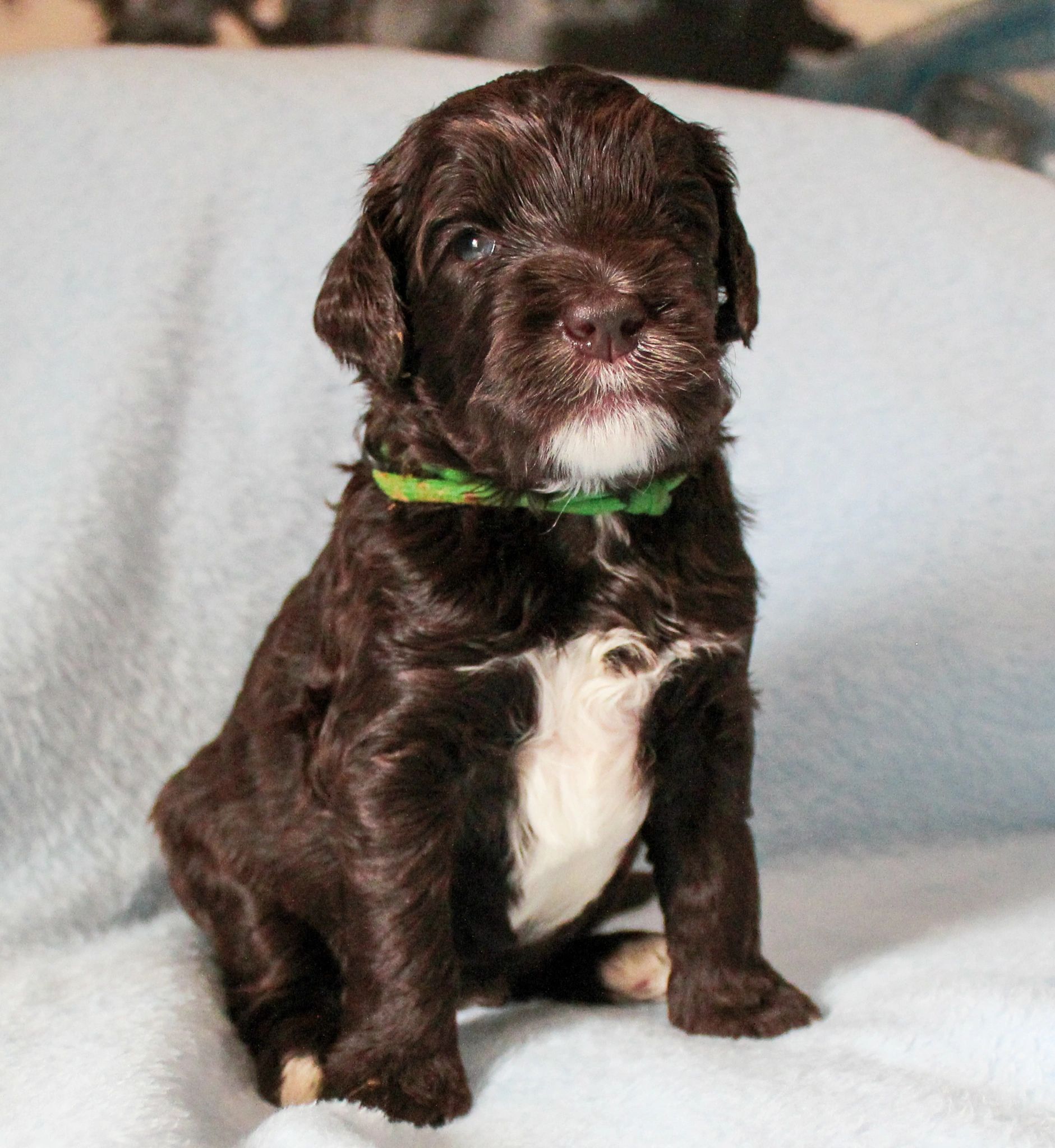 Australian Labradoodle Puppies
