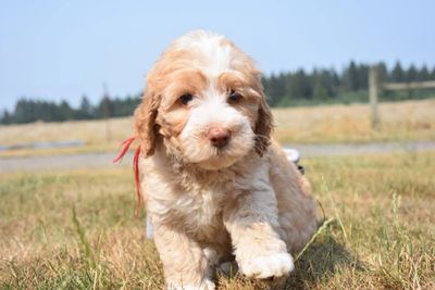Chocolate Medium Labradoodle Washington - Labradoodle Dog Breed ...