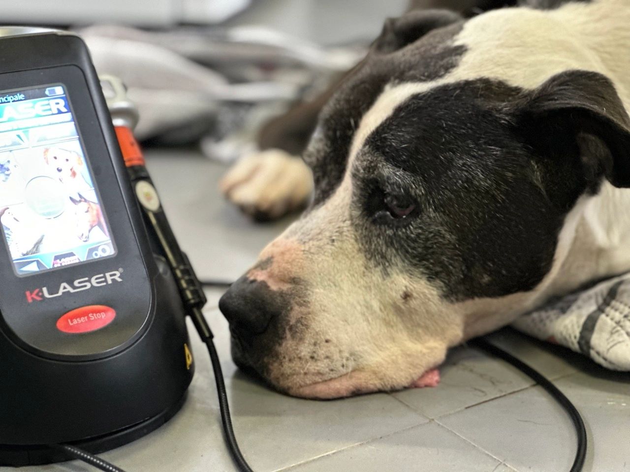 DogtorMax PhysioVet