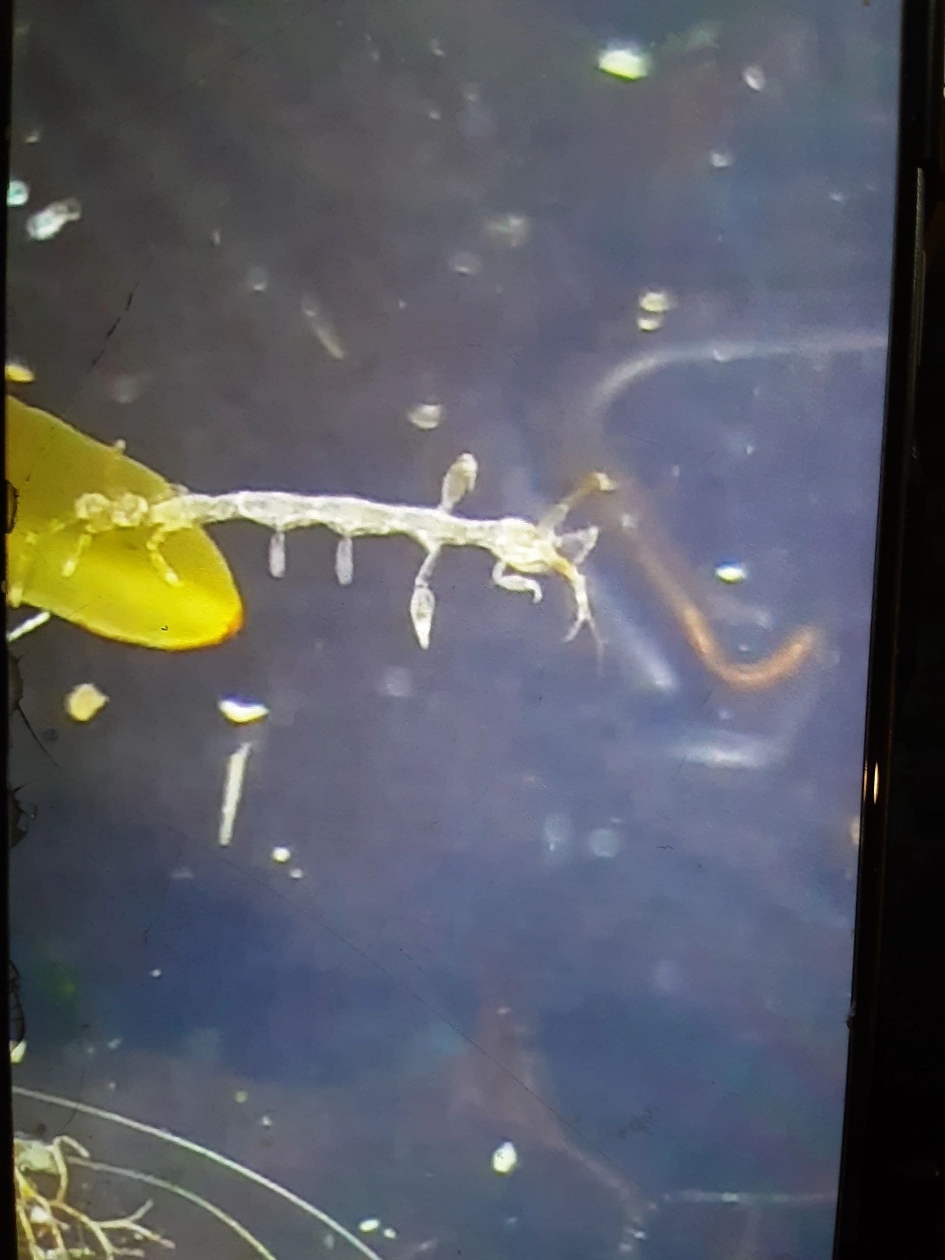Skeleton Shrimp