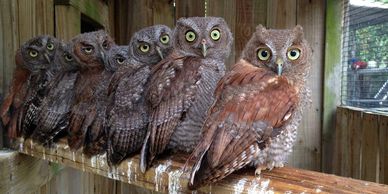 Busch Wildlife Sanctuary - Home