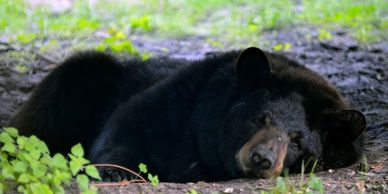 Busch Wildlife Sanctuary - Home
