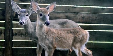 Busch Wildlife Sanctuary - Home