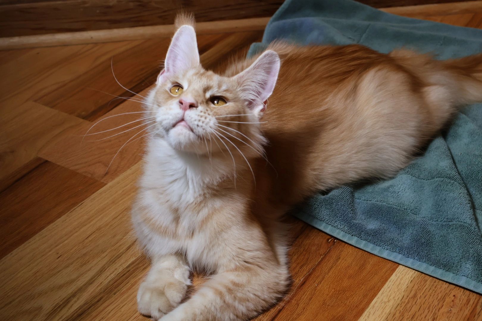 Available kittens | Mainely H Coon