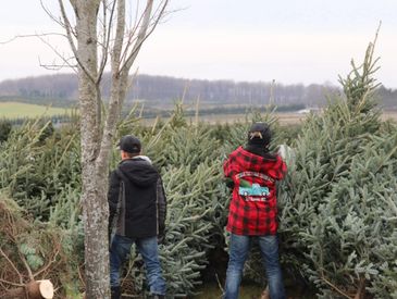 Dutchman Choose & Cut