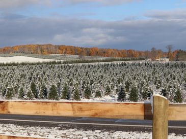 Dutchman Choose & Cut