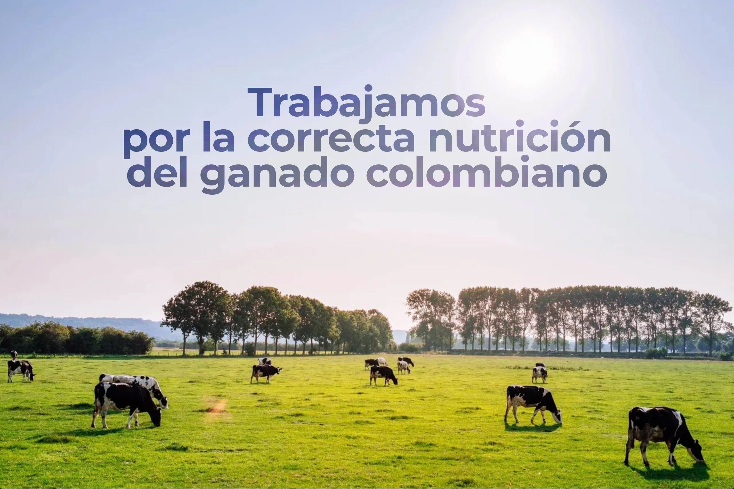 Ganadería - Sal Mineralizada Para Ganado Bovino