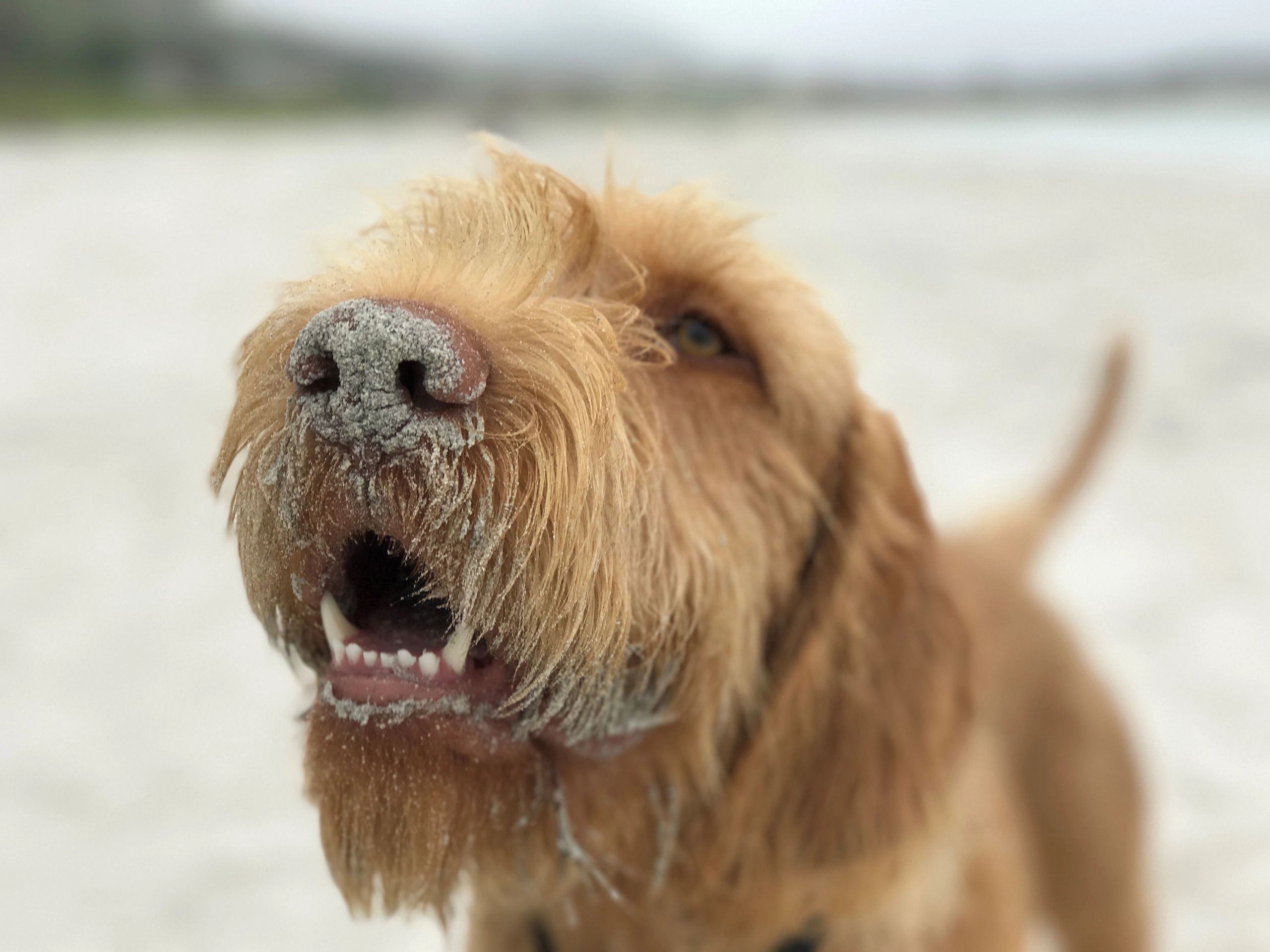 Adam Kennedy dog trainer - Home