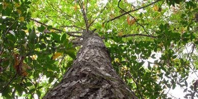 rowlesburg.info - Tourism, Things to Do, Festivals, Sightseeing