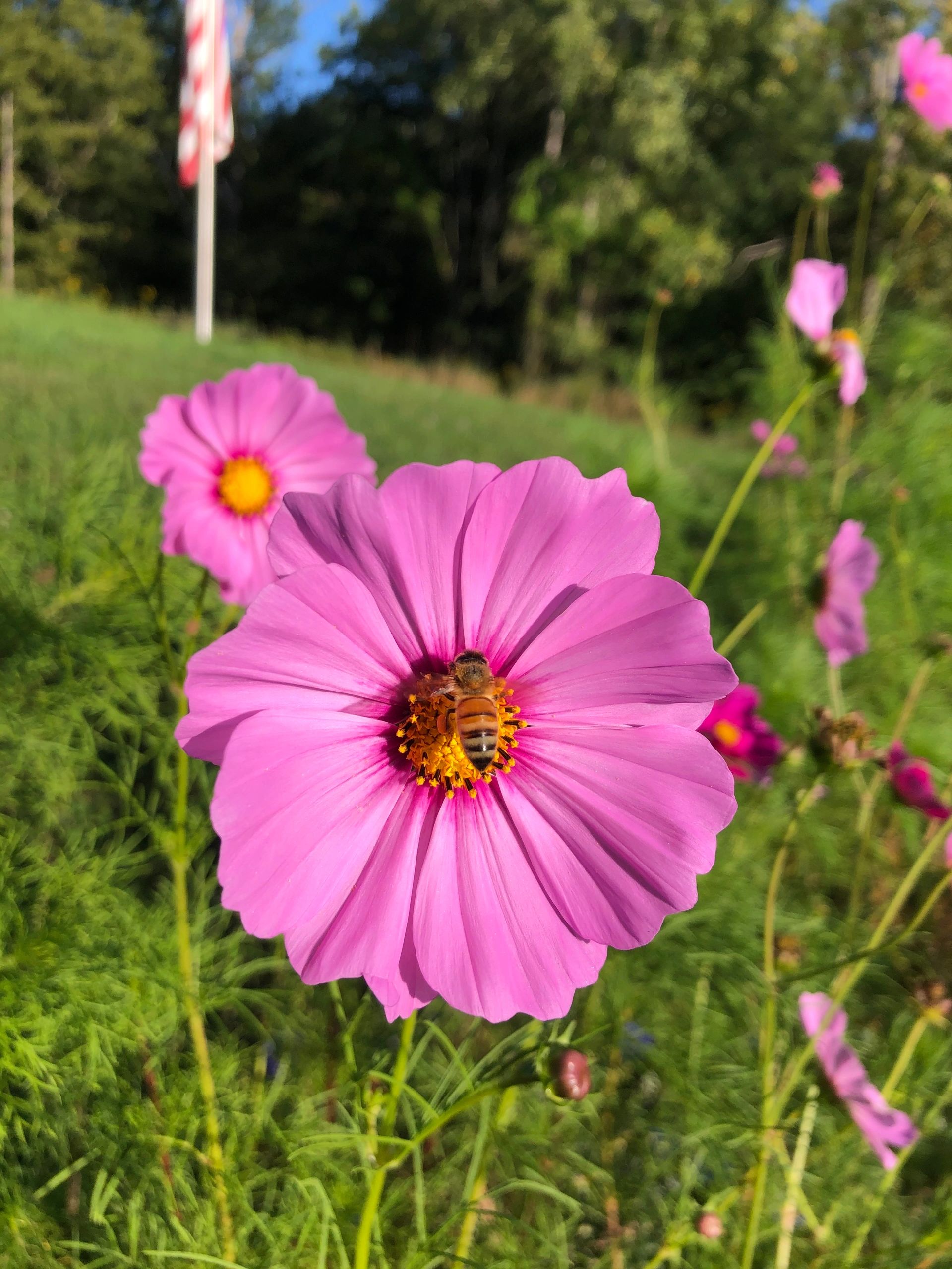 Redstone Ridge Farms