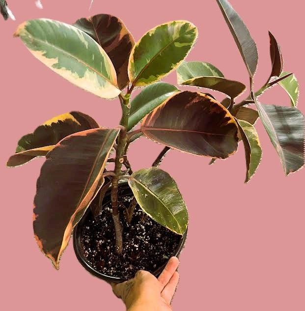 Ruby Red Rubber Tree Large