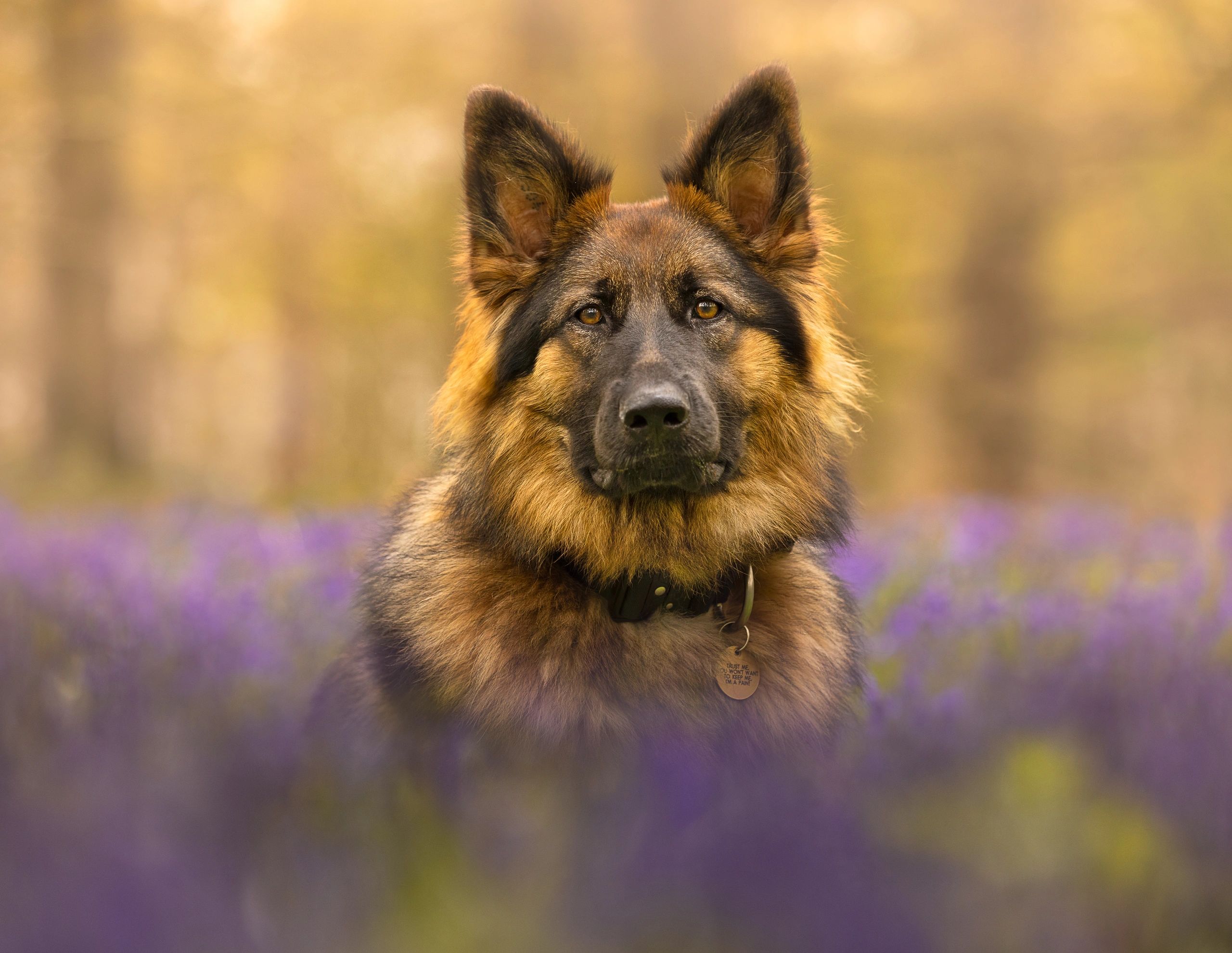 Akila K9 Training - Dog Training, Dog Training, 121, Dog Trainer