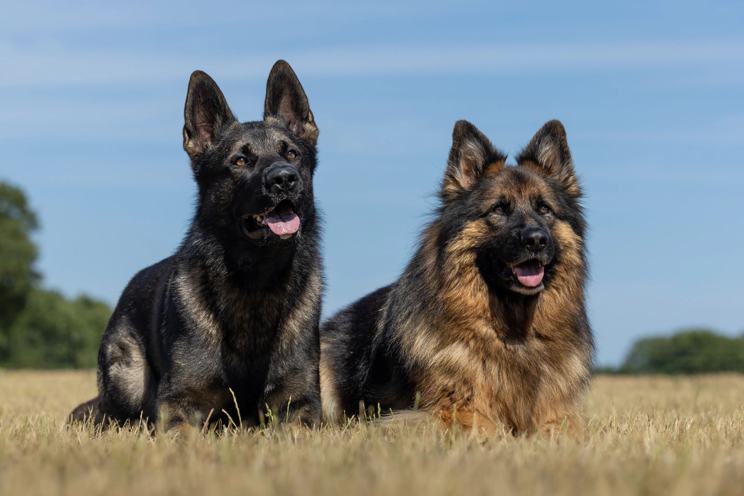 Akila K9 Training - Dog Training, Dog Training, 121, Dog Trainer