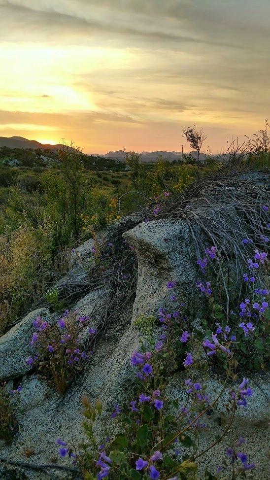 Down-to-Earth Ecoshire: Sage
