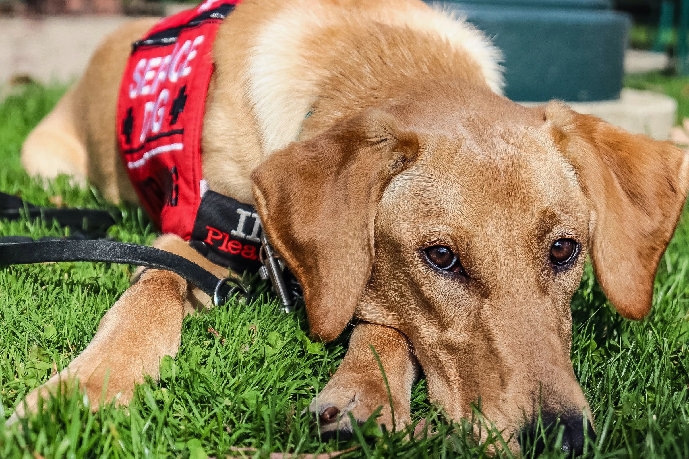 For Paws Dog Training - Dog Training, Board and Train