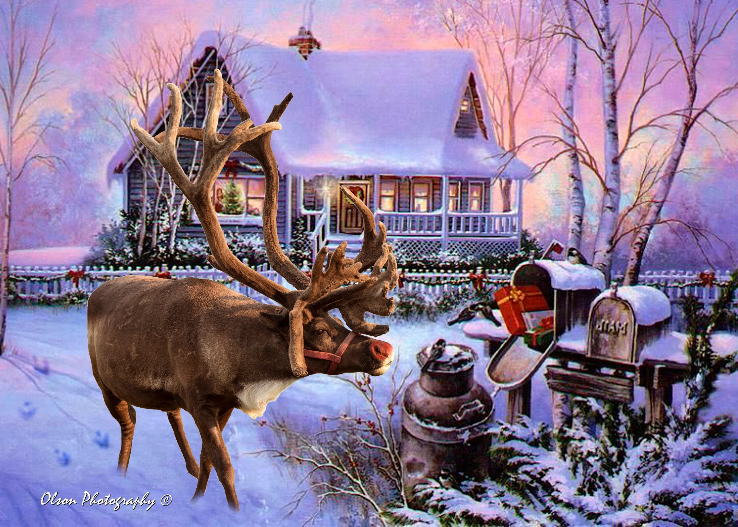 Reindeer In Snow Photography