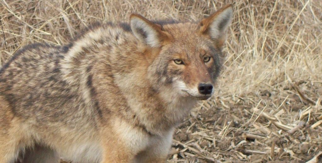 Prairie State Wildlife