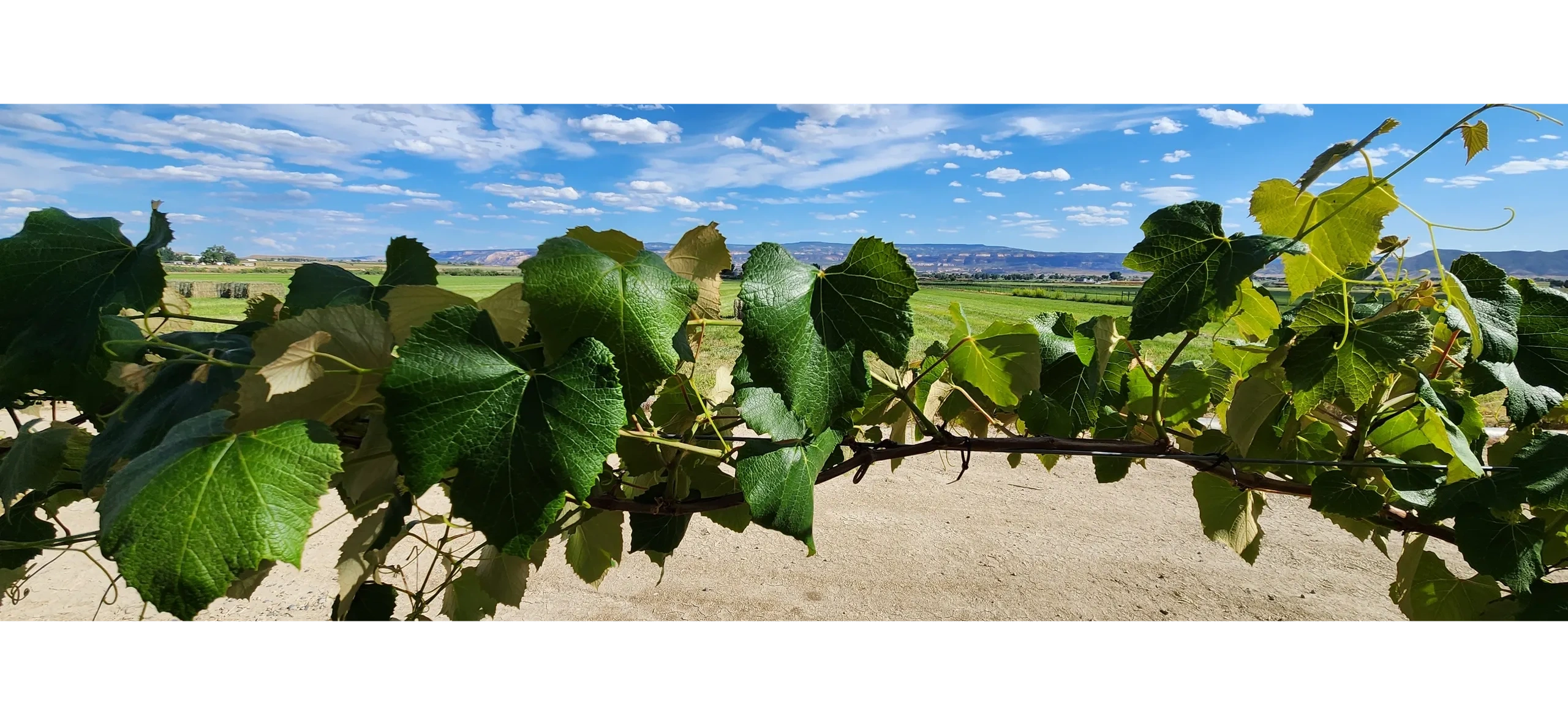 BioReGenesis website