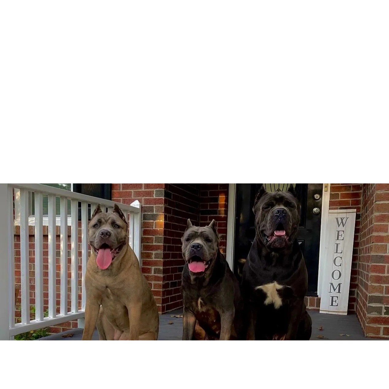 Top Cane Corso Breeders in the US