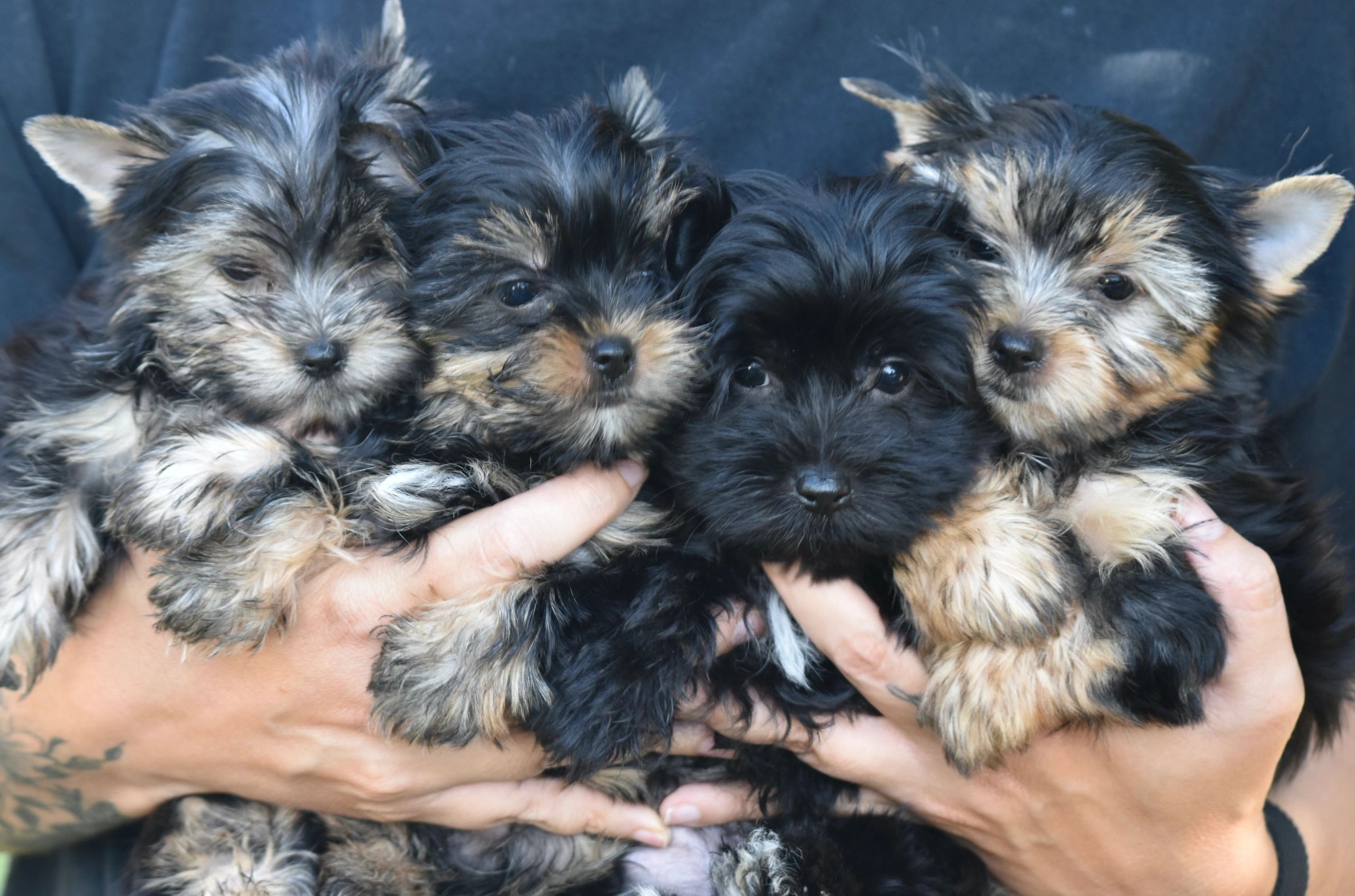 Which Is Better A Male Or Female Yorkie