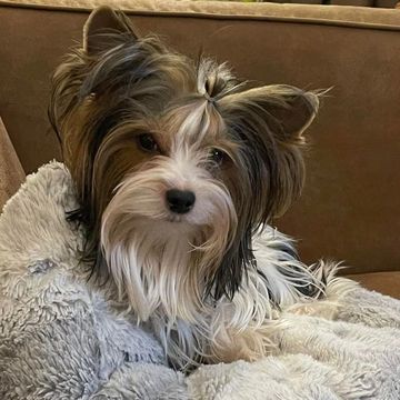 Our dogs | Topknot Yorkies