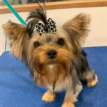 Our dogs | Topknot Yorkies