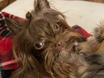 Our dogs | Topknot Yorkies