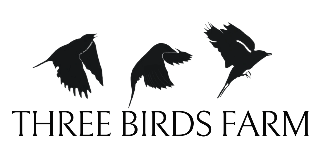 Summer Camp Adventures at Three Birds Farm