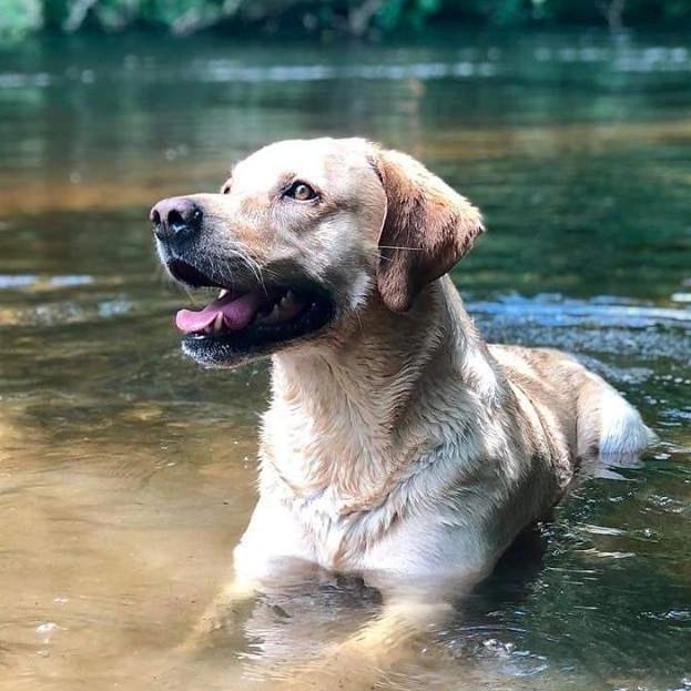 Legendary Labs - Labrador Puppies, Labrador Breeder