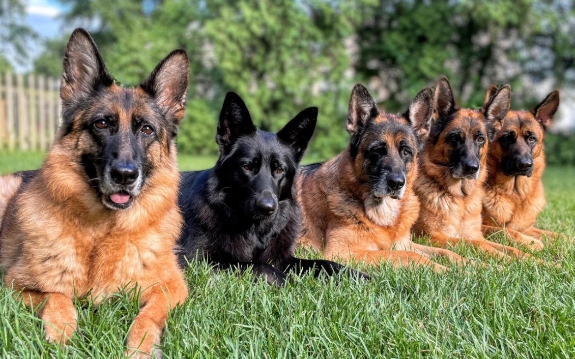 German Shepherds - VON HOLLY HAUS GERMAN SHEPHERDS