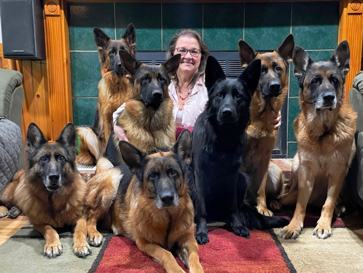 German Shepherds - VON HOLLY HAUS GERMAN SHEPHERDS