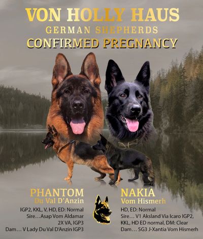 German Shepherds - VON HOLLY HAUS GERMAN SHEPHERDS