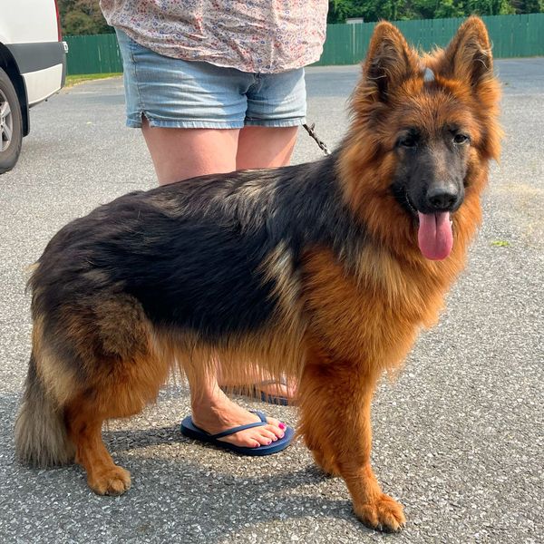 German Shepherds - VON HOLLY HAUS GERMAN SHEPHERDS