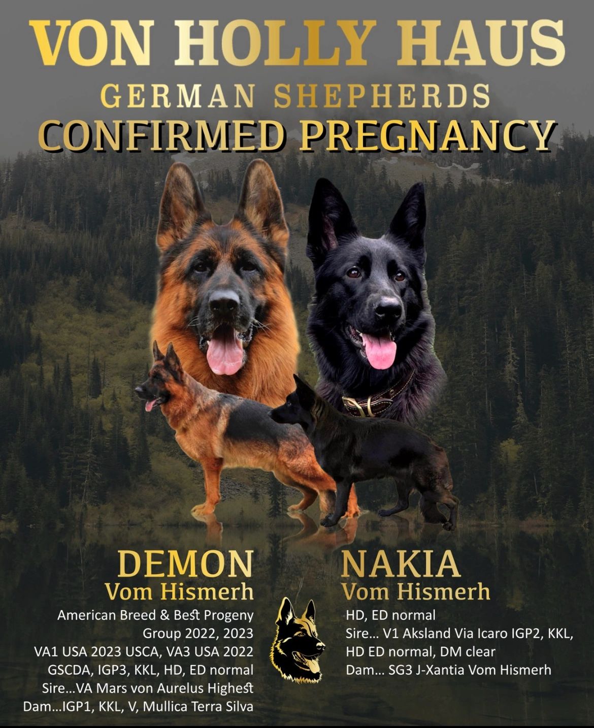 German Shepherds - VON HOLLY HAUS GERMAN SHEPHERDS