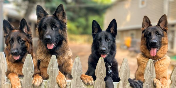 German Shepherds - VON HOLLY HAUS GERMAN SHEPHERDS