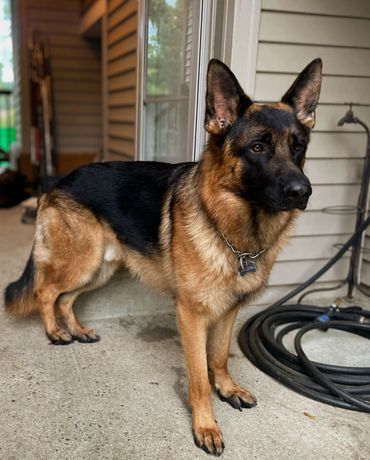 Upcoming Litters | VON HOLLY HAUS GERMAN SHEPHERDS