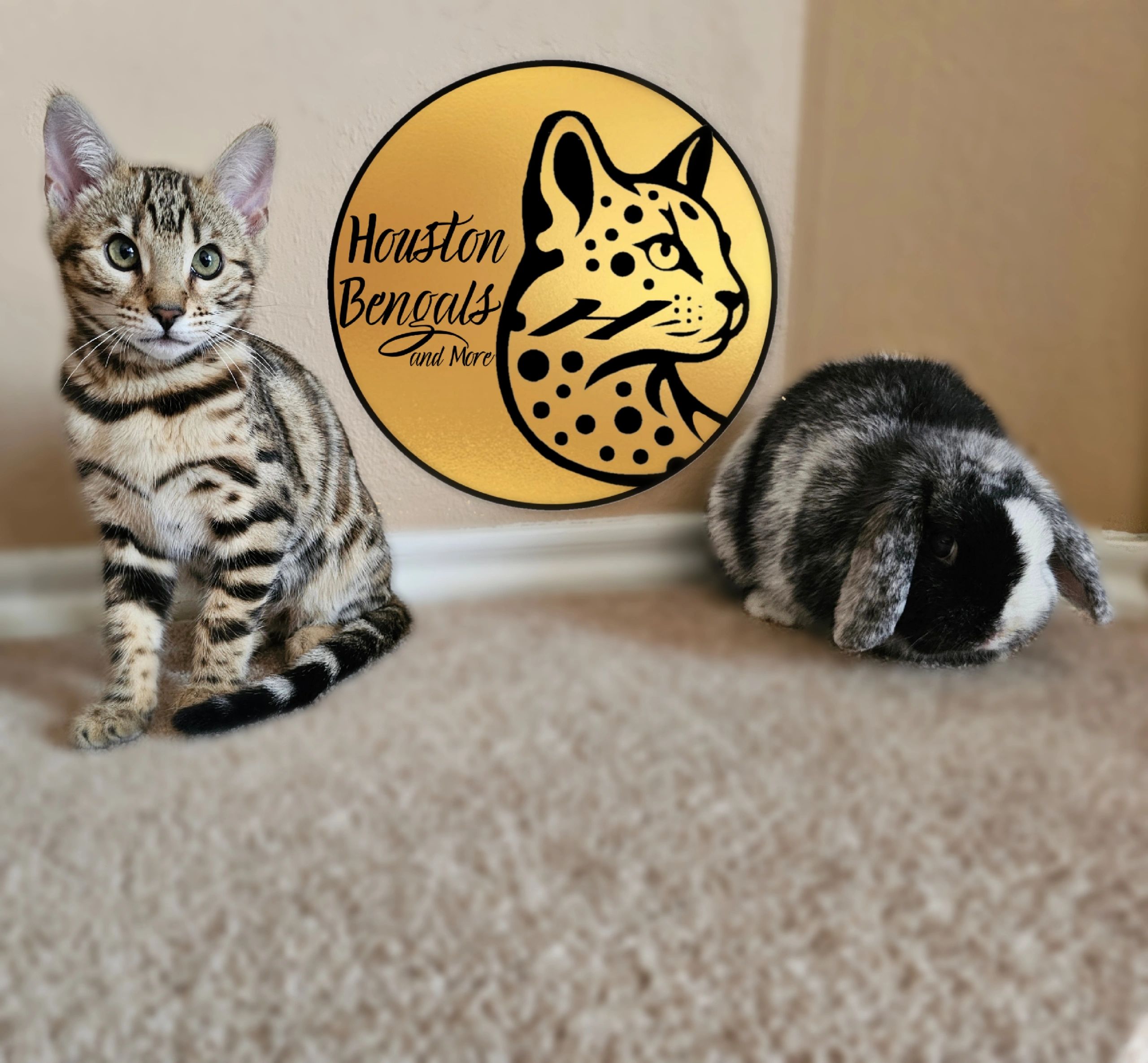 Houston Bengals and More