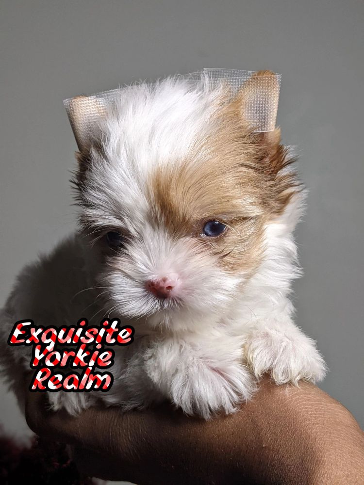 How Many Colors Of Yorkies Are There