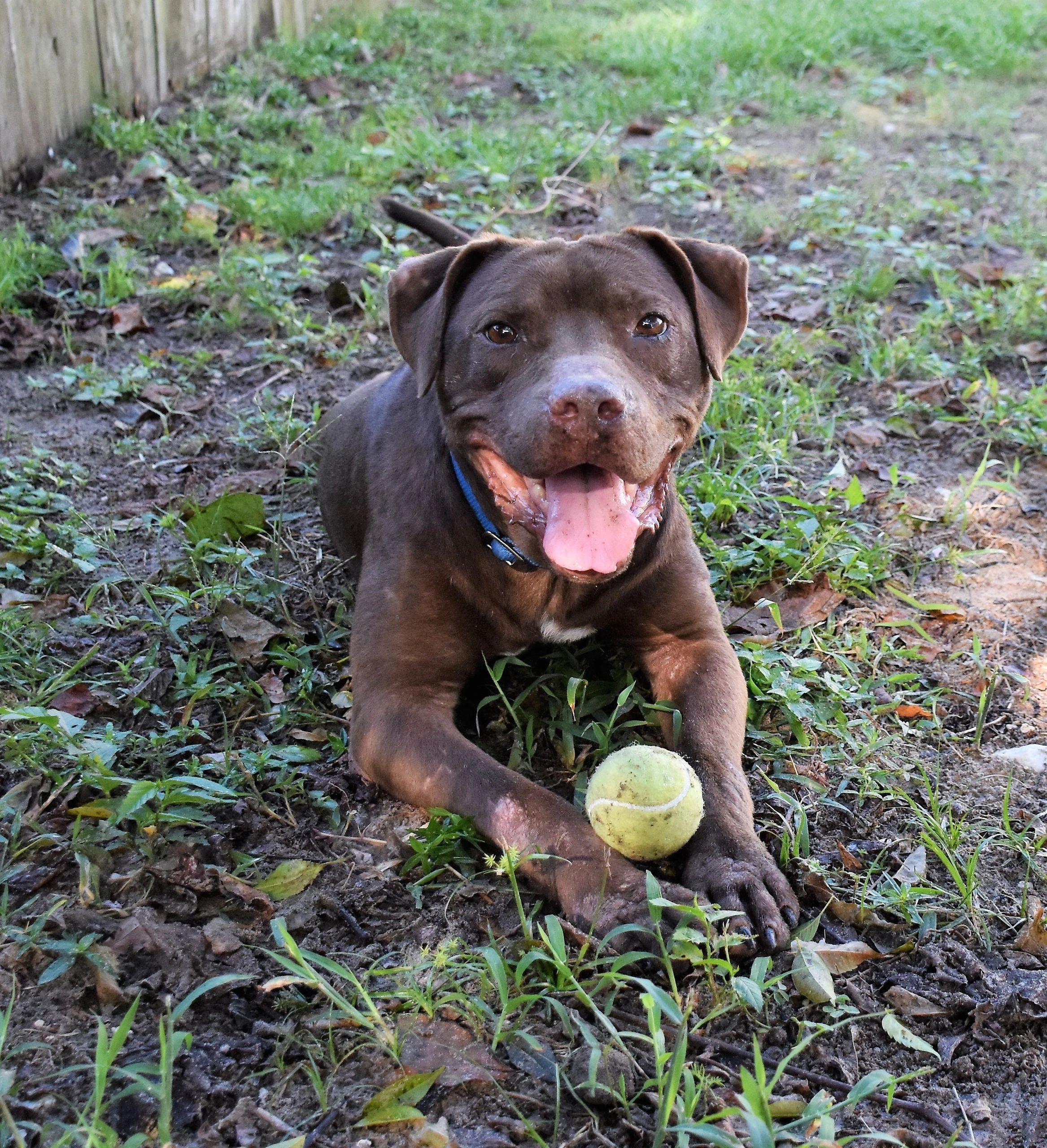 Citrus County Foundation for Animal Protection - Home