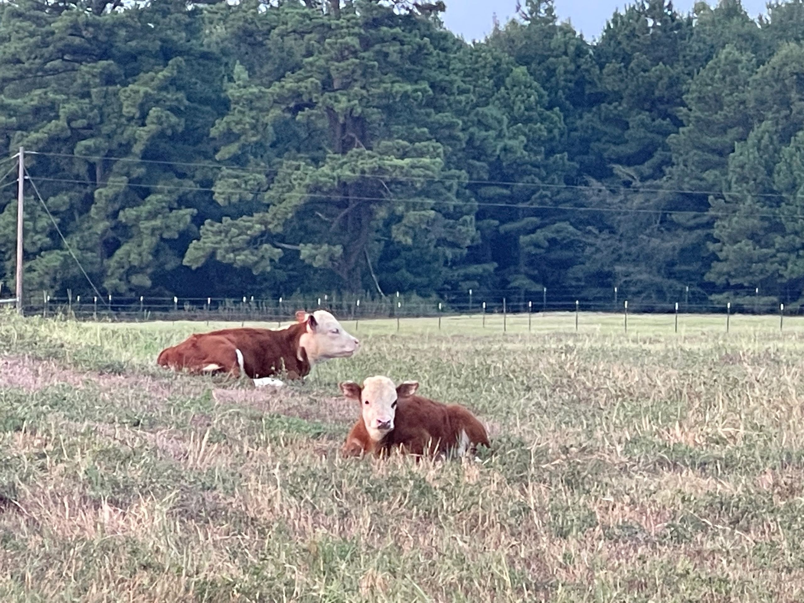 Living Texas at Hidden Spring Farm