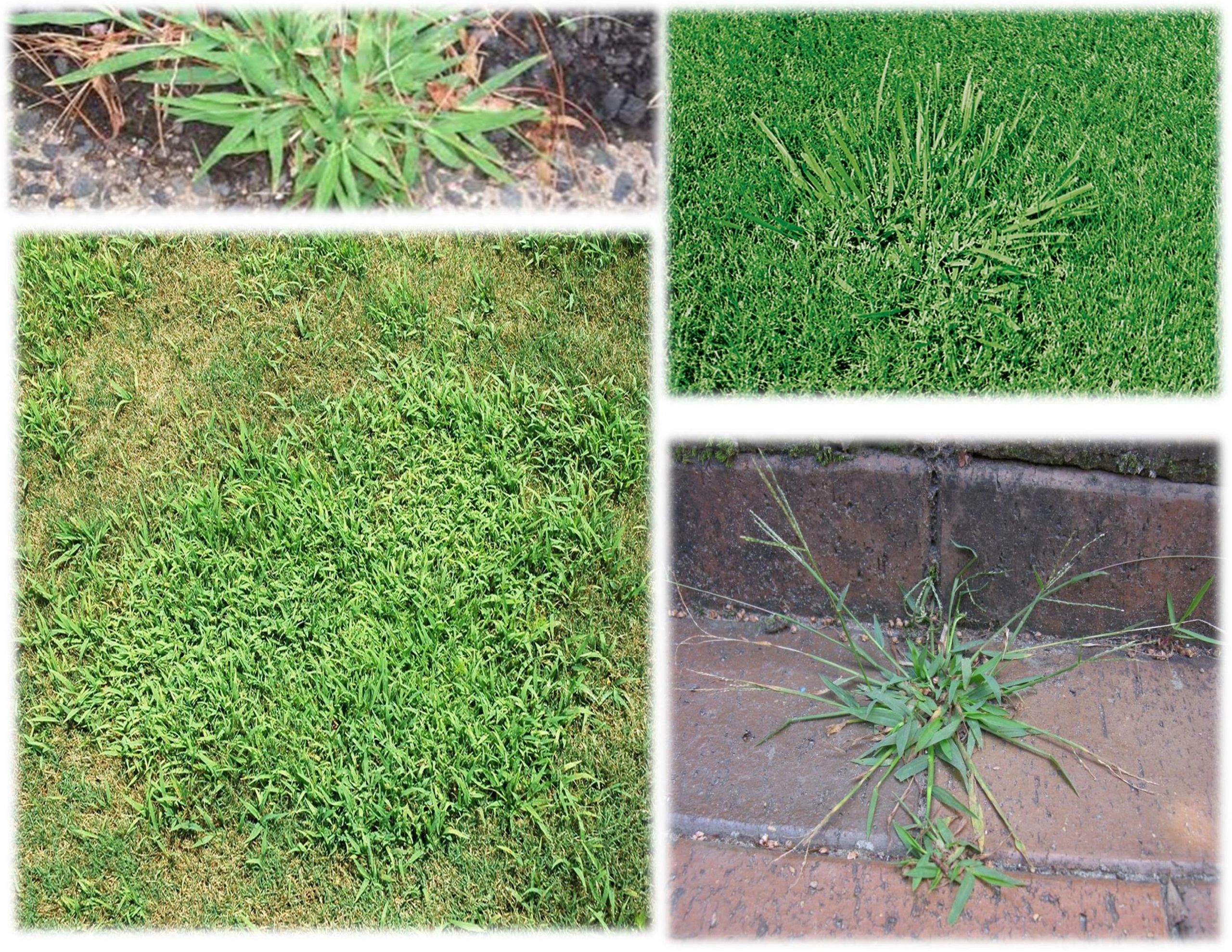 CRABGRASS