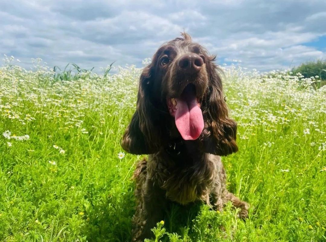 Wanting Walkies - Dog Walking, Solo Dog Walks