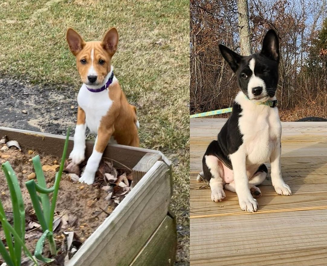 Basenji Dogs 101 Are Basenjis Good Pets