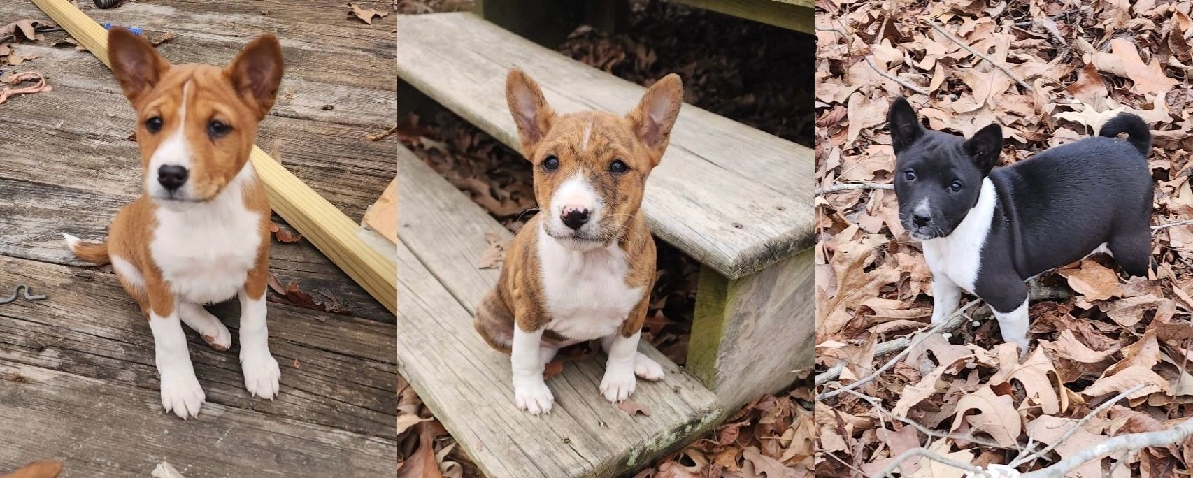 Raising A Basenji Puppy | R & W Missouri Midwest Basenjis